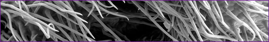 The fascination of plants blog from Campden BRI