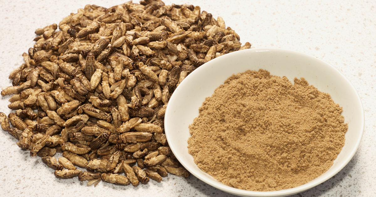 New research explores insect animal feed to help UK reach net zero ...